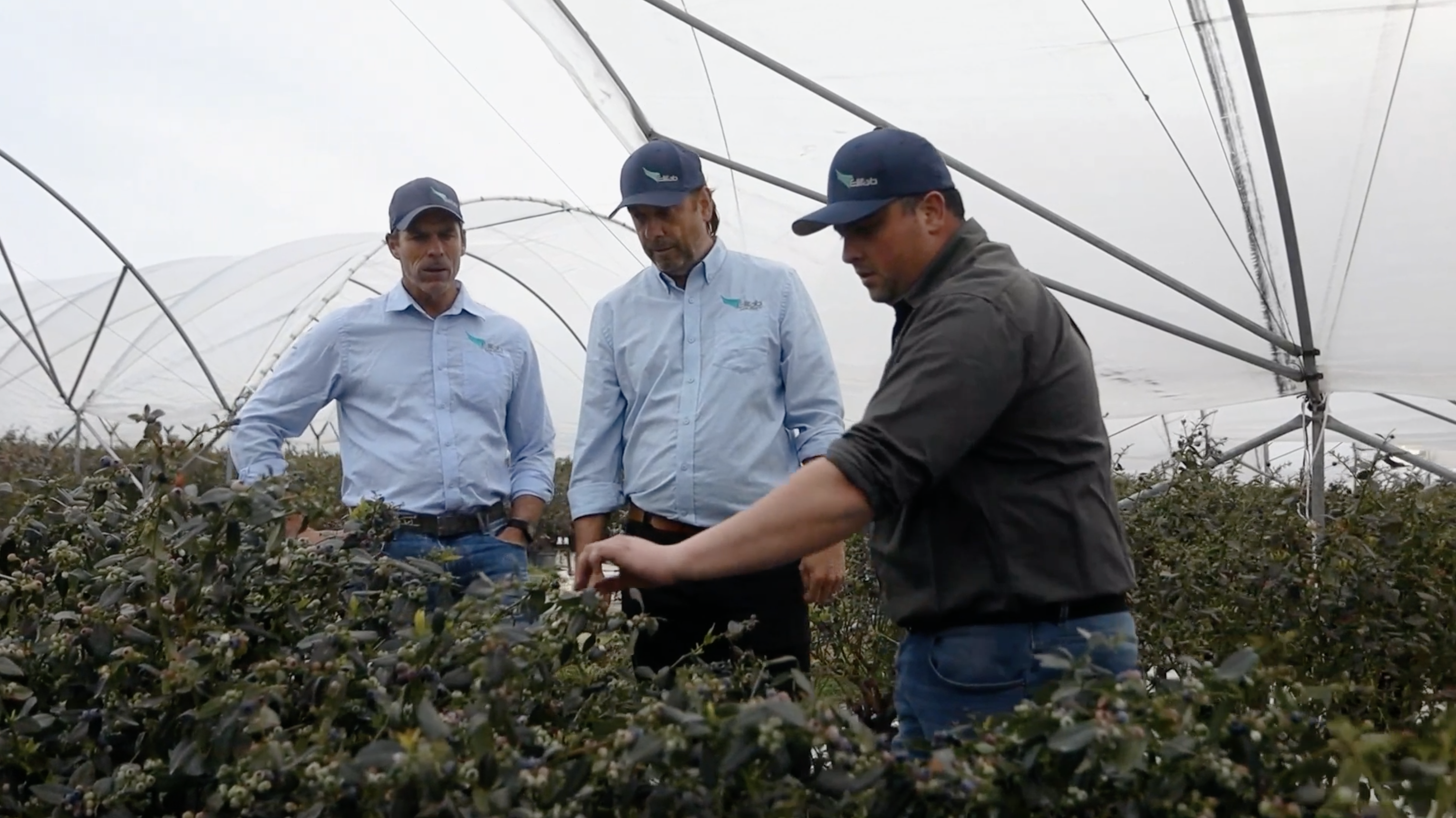 Why 15 blueberry packers upgraded to AI grading
